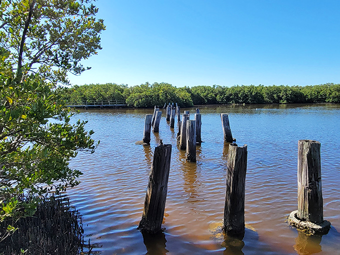 The Cedar Key Railroad Trestle Nature Trail stands as nature's reclamation project, where wooden sentinels rise from waters that once carried commerce.