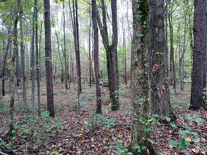 Venture into these deep woods where sunlight struggles to reach the forest floor and imagination fills the shadows.