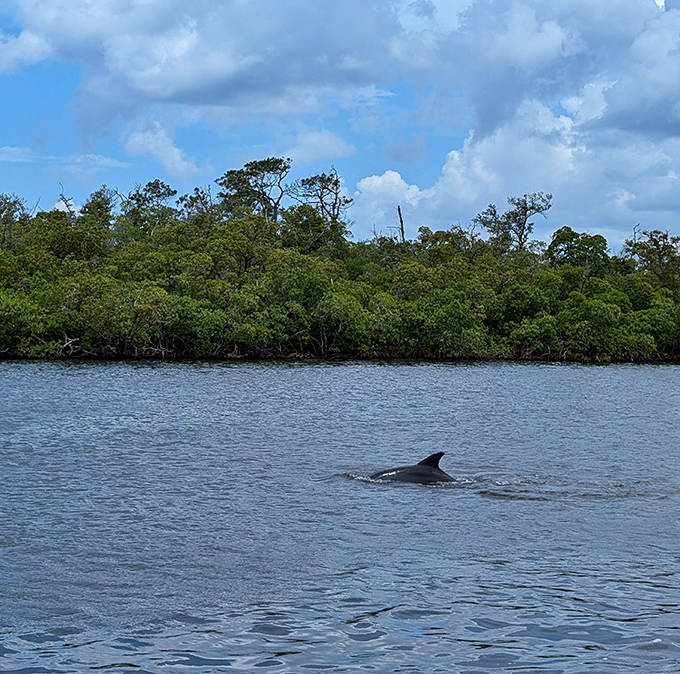 "Just passing through!" A dolphin plays tour guide in the mangrove channels, no tip required.