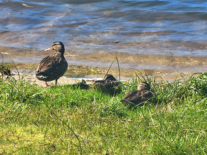 Wildlife welcome committee: Local waterfowl remind us that we're visitors in their home, adding to the park's natural charm.