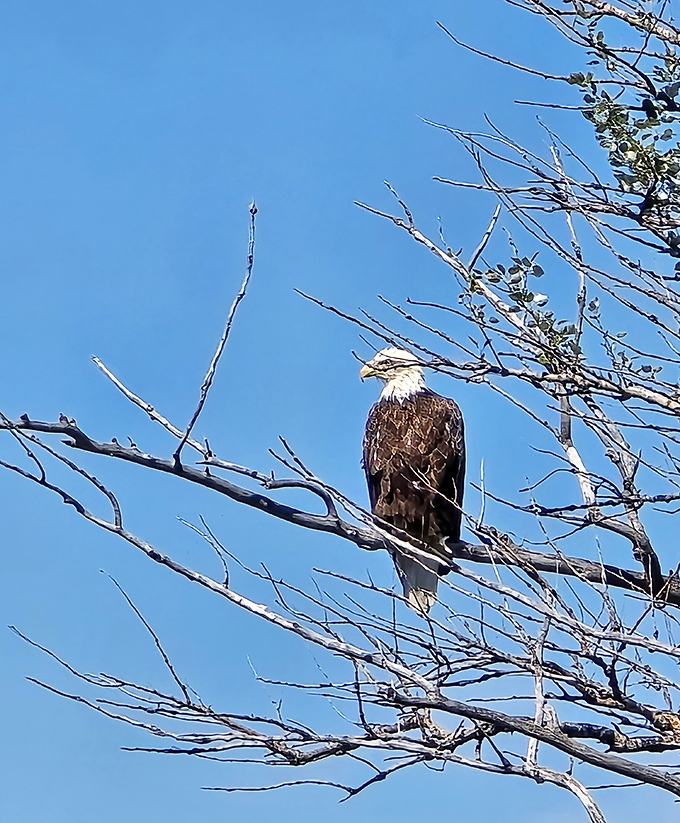Bald eagles perch like they own the place, because honestly, they kind of do, and they're not shy about showing off their prime real estate.