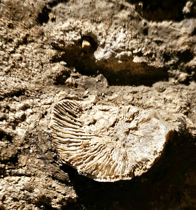 Ancient fossils embedded in the cave remind visitors that this underground wonder was once a tropical seabed 450 million years ago.