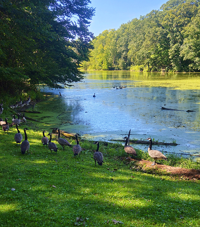 Local geese gather by the water like retirees at a community center, discussing important goose matters and judging your bread-throwing technique.