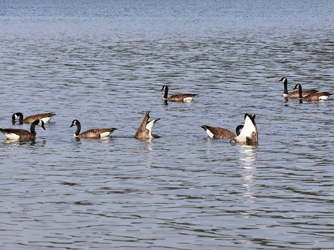 Canada geese perform their synchronized swimming routine, nature's own Olympic team practicing on Devil's Lake's pristine waters.