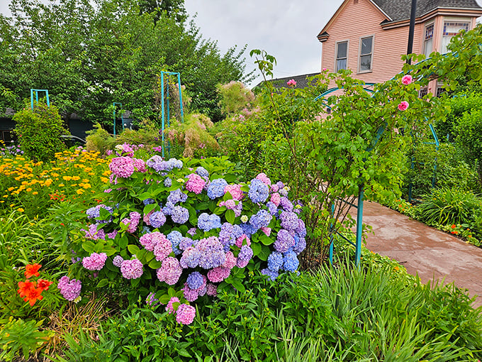 These hydrangeas aren't just growing – they're performing, their blue and purple blooms clustering like nature's own pom-poms.