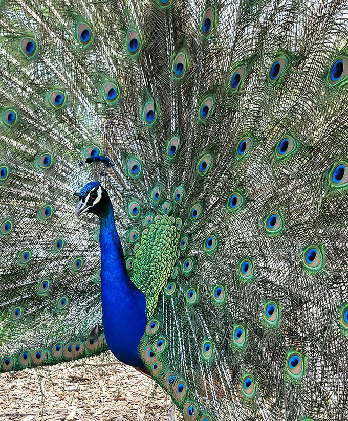 Nature's living artwork on display as a peacock unfurls its spectacular train, creating a breathtaking moment of iridescent blue-green splendor.