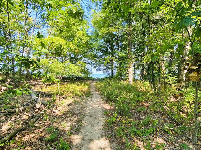 Lakeside Forest Path: Where dappled sunlight plays hide-and-seek through the leaves, creating nature's own light show with every step.
