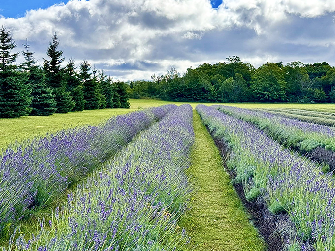 Perfectly manicured rows create a lavender labyrinth, inviting visitors to lose themselves in fragrant meditation.