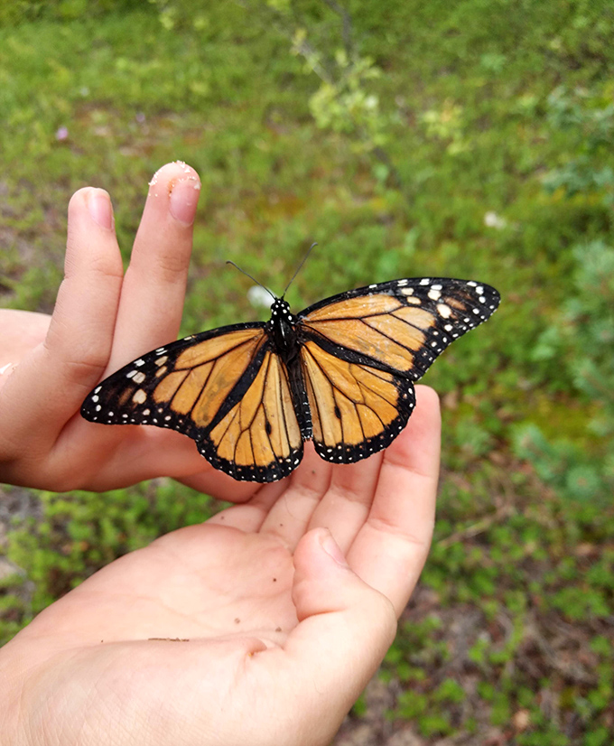 Nature's flying jewelry box &ndash; a monarch butterfly pauses for a hand-held moment, its orange wings like stained glass against the green backdrop.