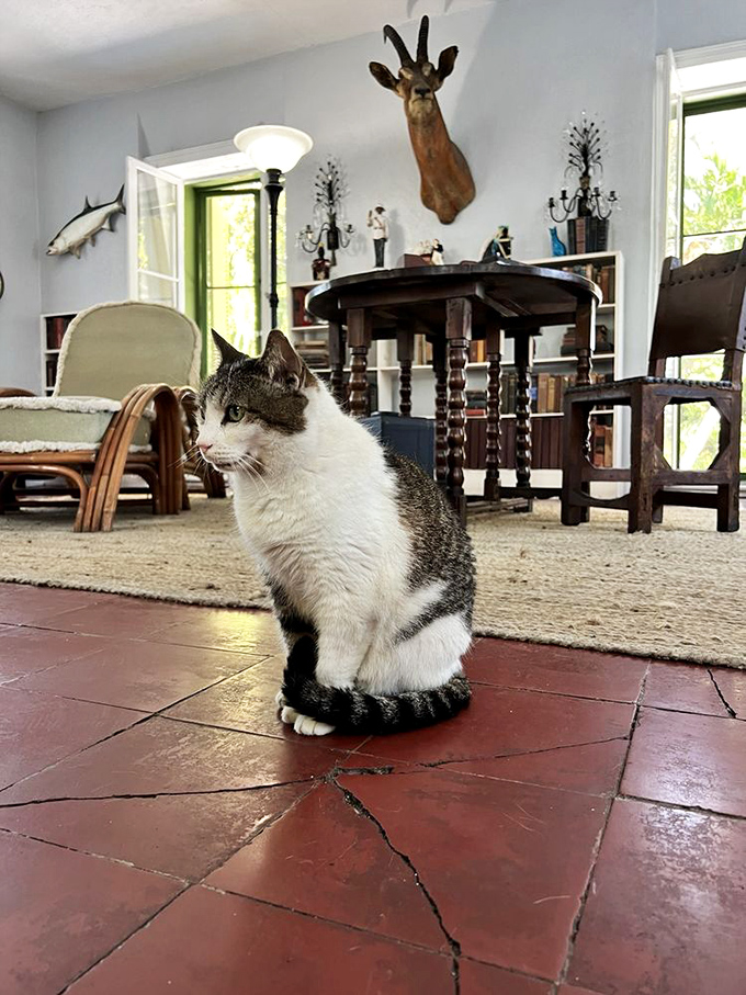 Meet one of the famous six-toed residents, looking appropriately unimpressed by your visit to their domain.