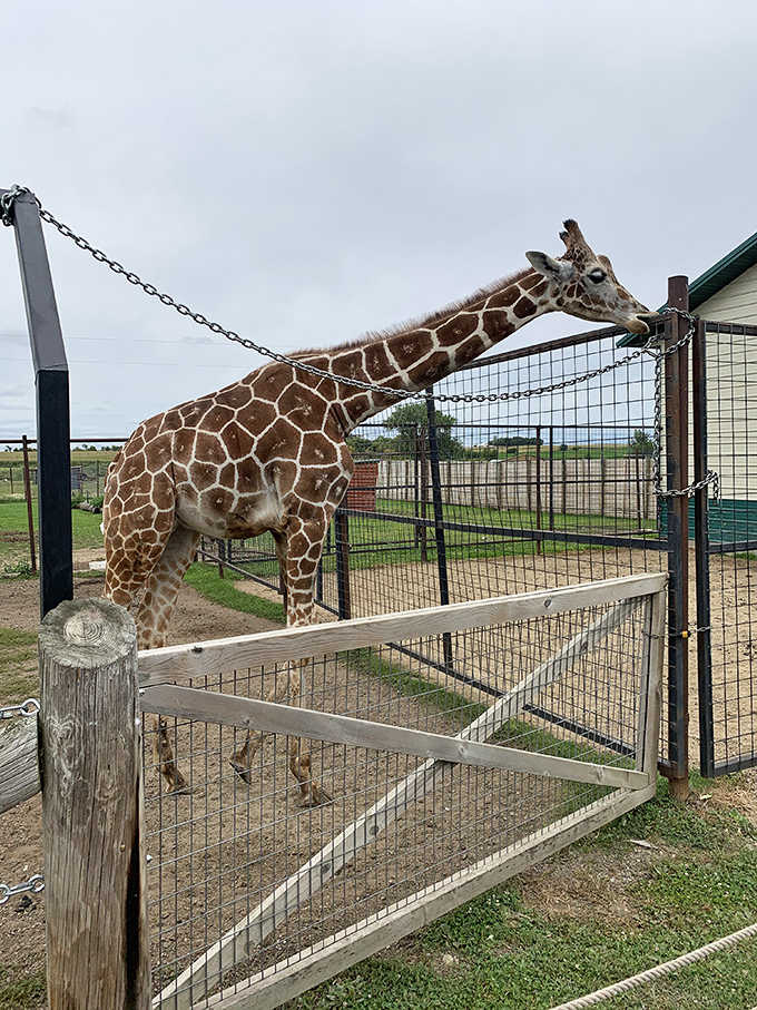 The distinctive geometric pattern of the reticulated giraffe creates a living masterpiece against Minnesota's blue skies.