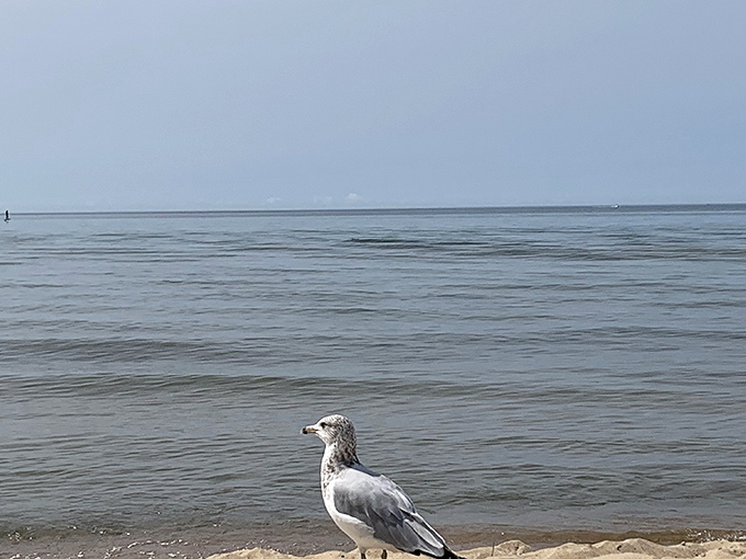 Nature's official beach inspector surveys his domain, contemplating which unattended picnic might offer the best dining opportunities.