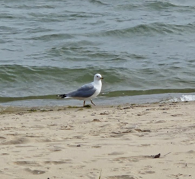 Local wildlife committee member inspects the shoreline, ensuring everything meets proper beach standards.