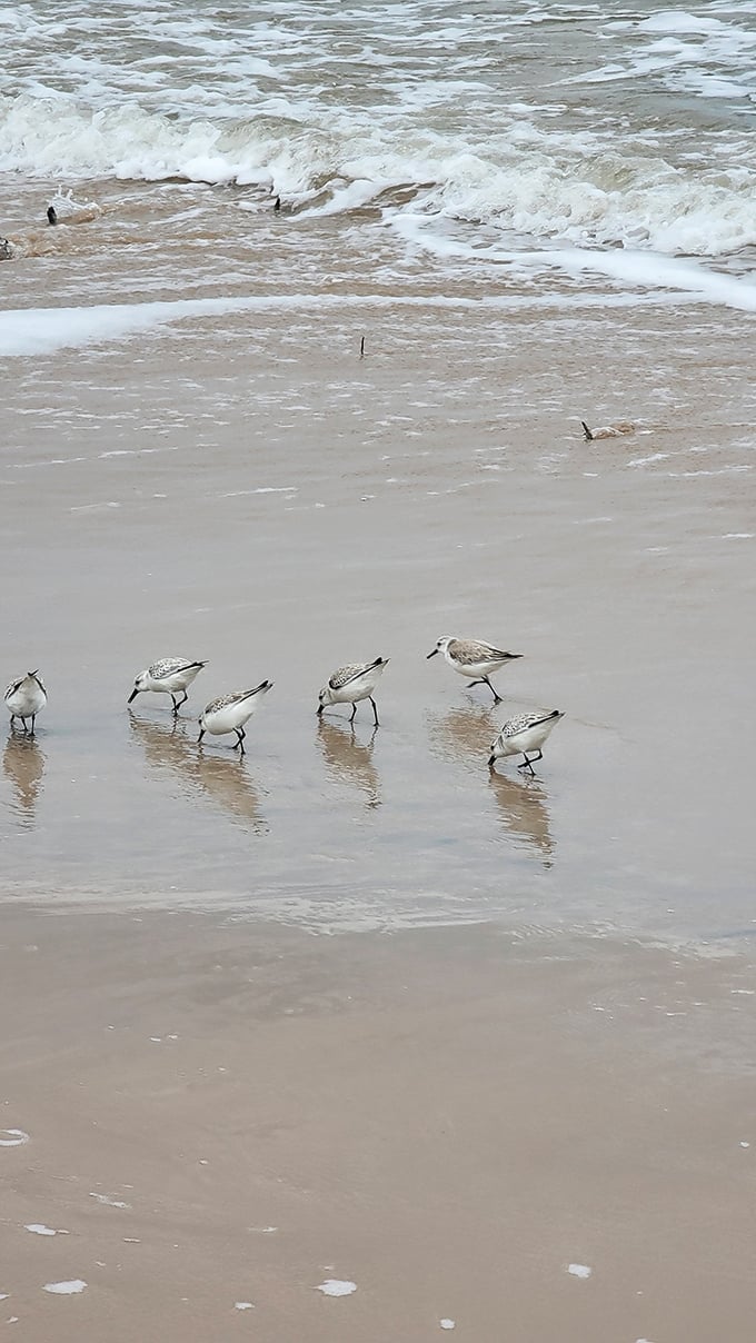 The sanderling committee conducts its important shoreline business, probing the wet sand with the precision of tiny jackhammers.