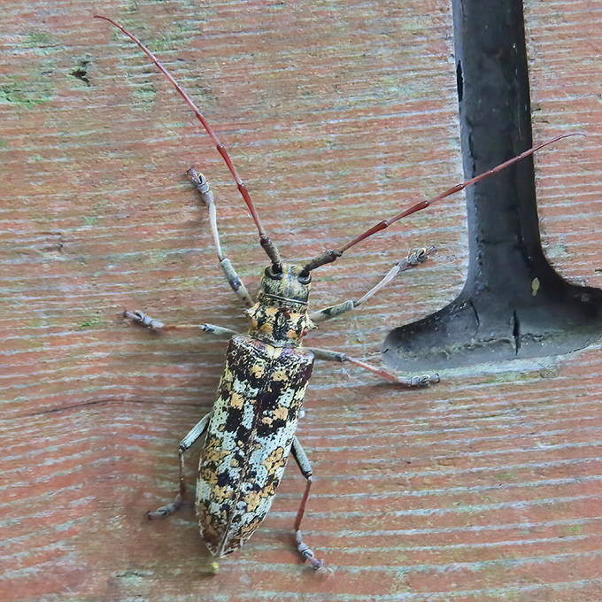 Even the local insects are photogenic here, posing like they know they're part of something special in the U.P. wilderness.