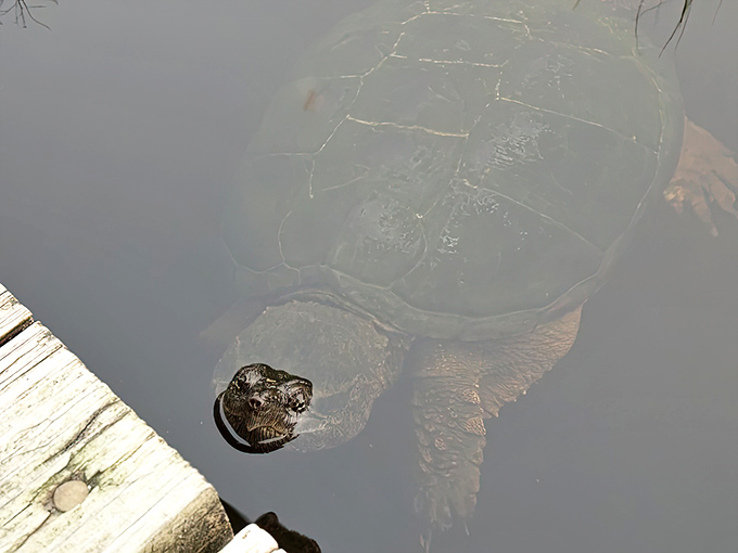 Even the local wildlife stops by to enjoy the view, because apparently turtles also appreciate a good beach day and excellent water quality.