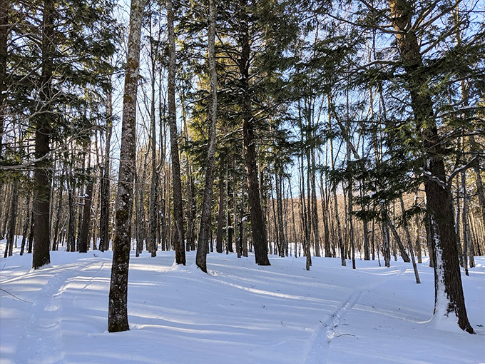 Winter transforms the forest into a hushed cathedral of white, where snow-laden branches create nature's most perfect archways.