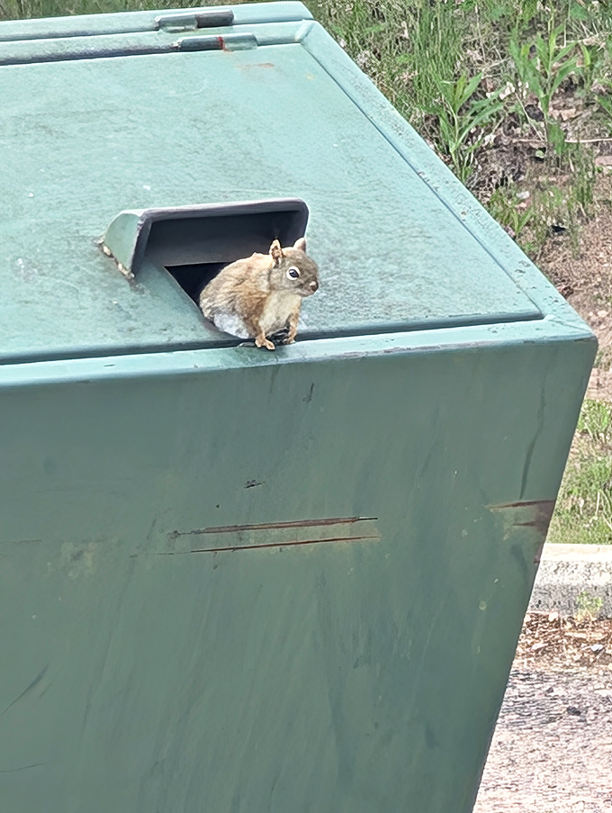 "Your trail mix or your life!" This little bandit perfectly demonstrates the audacity of Upper Peninsula wildlife &ndash; cute, but calculating.