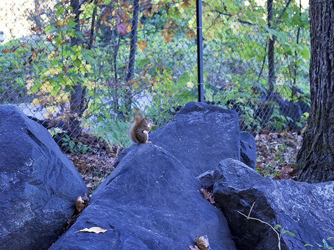 A curious squirrel surveys the trail from its rocky perch, probably judging your hiking pace and snack choices.