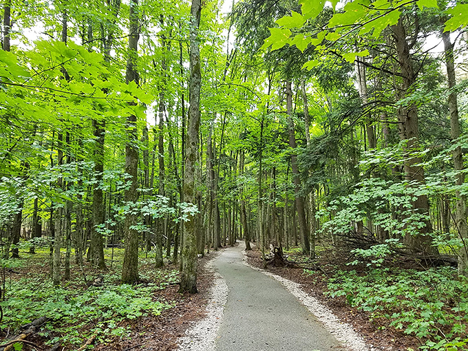 Summer's emerald canopy creates a cool sanctuary from the heat, where every step reveals new wonders on this shaded path.