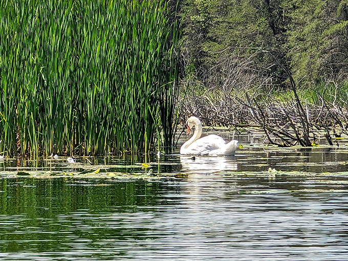 A majestic swan glides through wetland waters, maintaining its dignity despite essentially paddling like crazy beneath the surface.