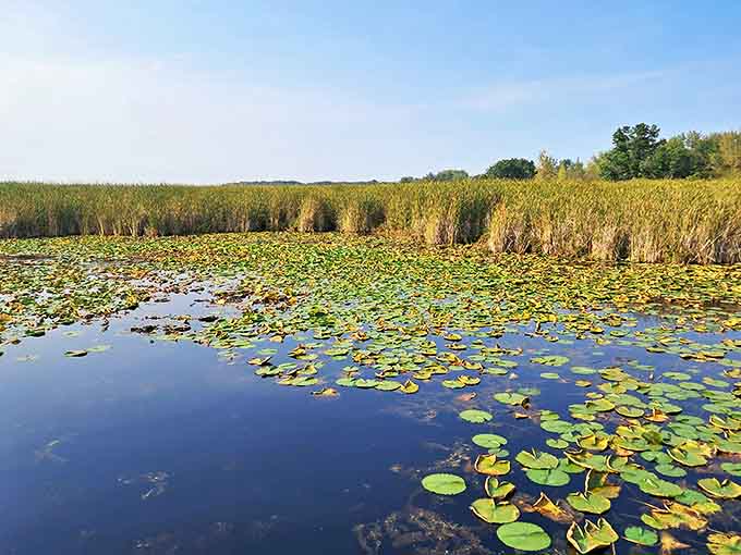Tobico Marsh's lily pads create nature's mosaic across still waters &ndash; a wetland wonderland where herons pose like statues waiting for the perfect fish.