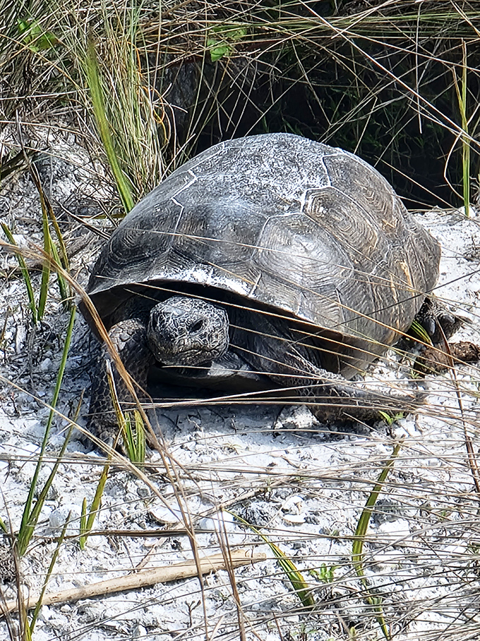 This ancient gopher tortoise doesn't care about your schedule &ndash; he's been practicing the art of slow living for decades.