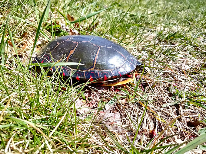 Meet the local welcoming committee! This painted turtle taking a sunshine break reminds us who the real residents of Haven Hill are.