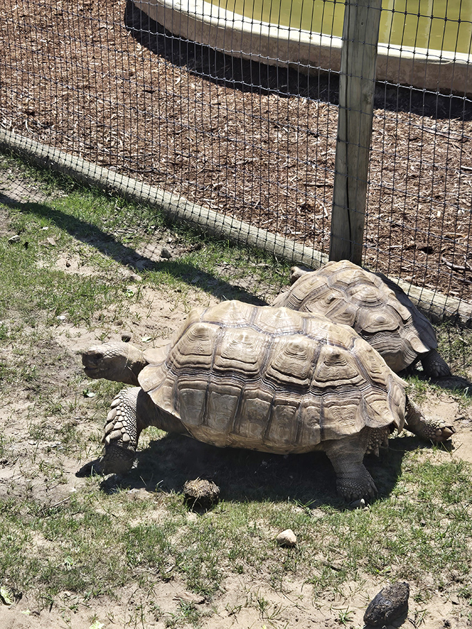 This ancient tortoise moves with the unhurried wisdom of the ages, reminding visitors to slow down and savor each moment of farm adventure.
