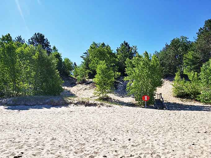 The beach's natural gateway beckons visitors through a corridor of pines &ndash; nature's version of a red carpet entrance.