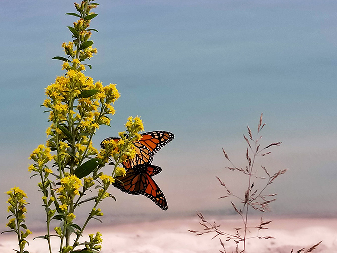 Monarch butterflies perform their delicate dance on golden blooms, painting the lakeshore with fluttering orange wings.