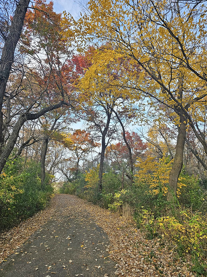 Autumn transforms the walking paths into nature's cathedral, where fallen leaves create a crunchy carpet beneath your feet.