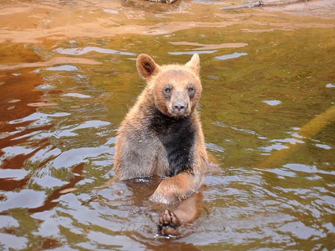 Bath time for this cinnamon-colored cub, who seems to be contemplating the deeper questions of bear existence.