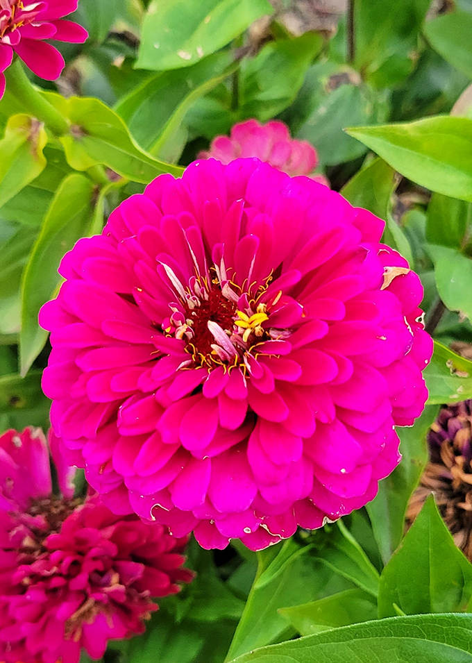 Hot pink zinnias bring the party to the flower fields, proving sunflowers aren't the only show-stoppers growing at Gust Farm.
