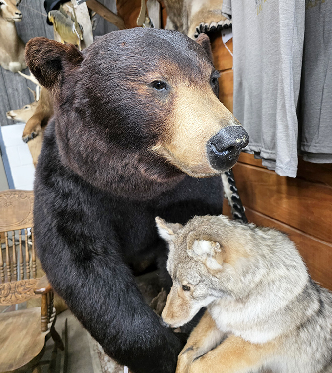 "Let's talk this out," says the bear to the coyote in this unlikely forest summit meeting.