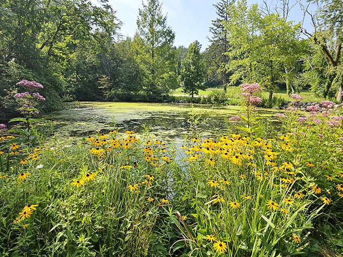 Black-eyed Susans stand like golden sentinels along the water's edge, their cheerful faces reflecting in the pond's mirror-like surface.