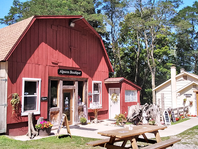 The charming red barn boutique welcomes visitors with country charm and the promise of alpaca-soft souvenirs.
