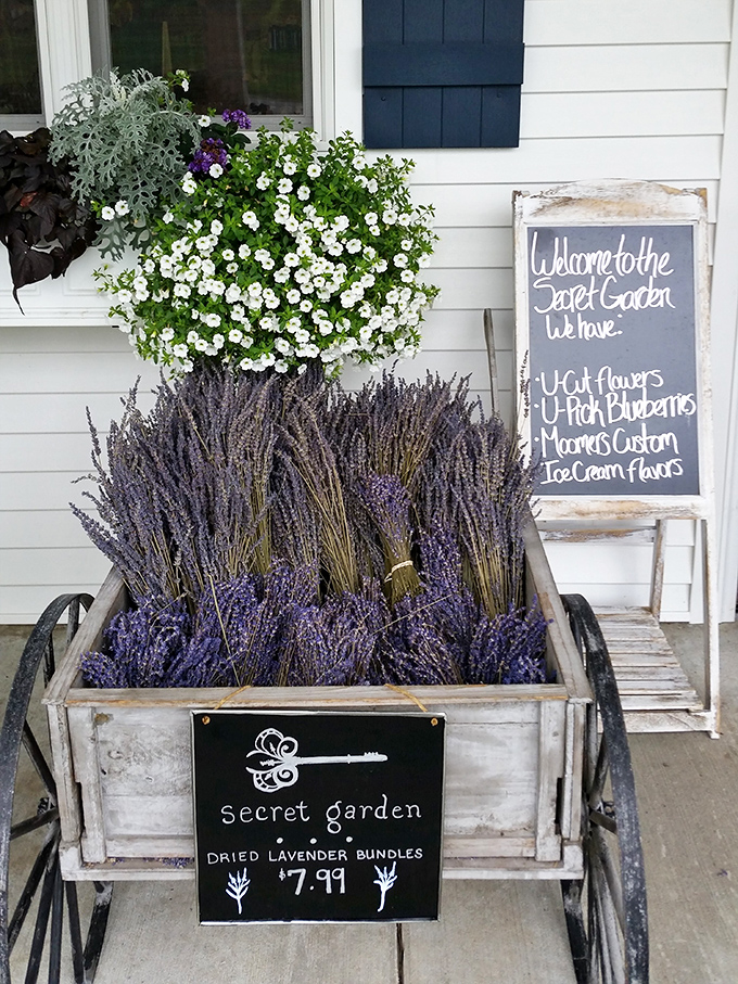 Lavender bundles await new homes, their fragrance promising to transform mundane spaces into aromatic sanctuaries long after summer fades.