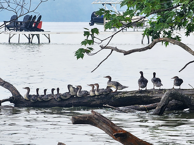 Nature's committee meeting in session &ndash; these ducks found the perfect log for their lakeside conference. Quorum has been reached!
