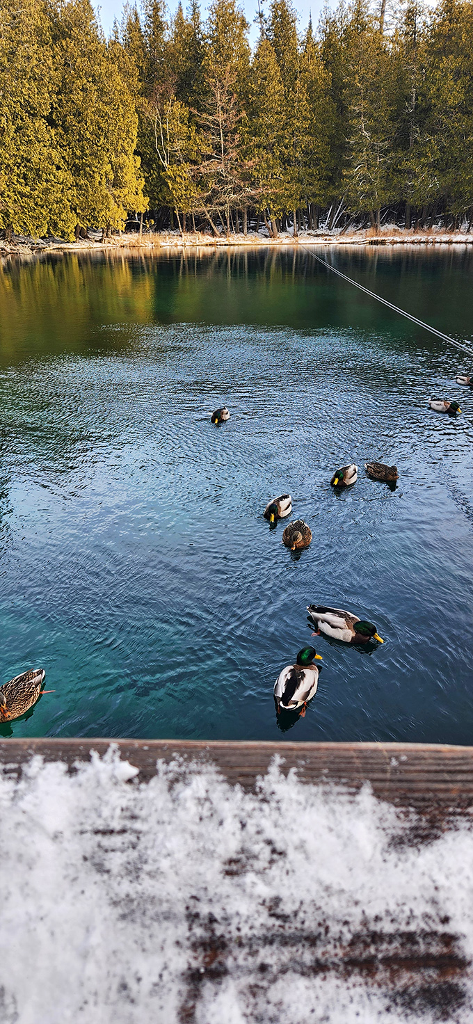 These ducks living their best lives, swimming in what's essentially nature's infinity pool with built-in food delivery.