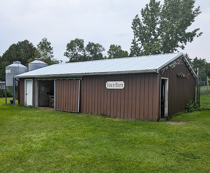 The fawn barn &ndash; where deer families begin their journey and visitors' hearts melt faster than ice cream in July.