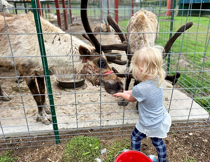 A magical moment of connection as tiny hands offer treats to gentle reindeer, creating memories that will outlast any toy under the tree.