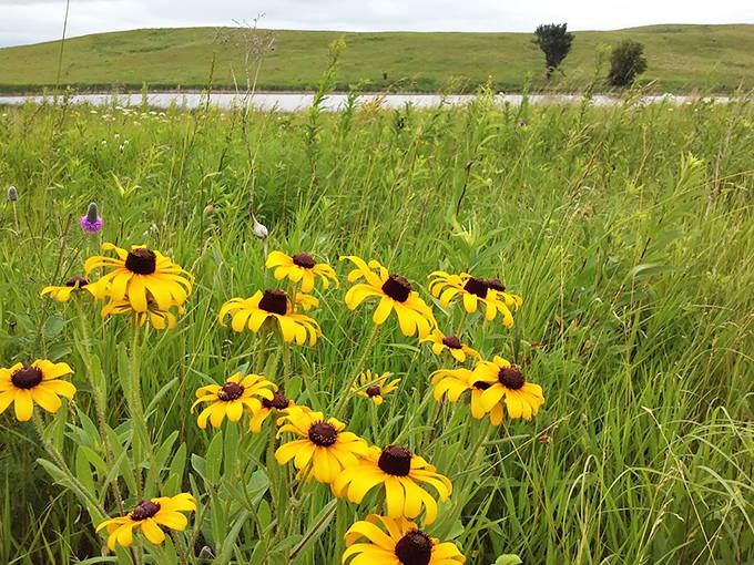 Black-eyed Susans add splashes of sunshine to the prairie palette, nature's own attempt at pointillism.
