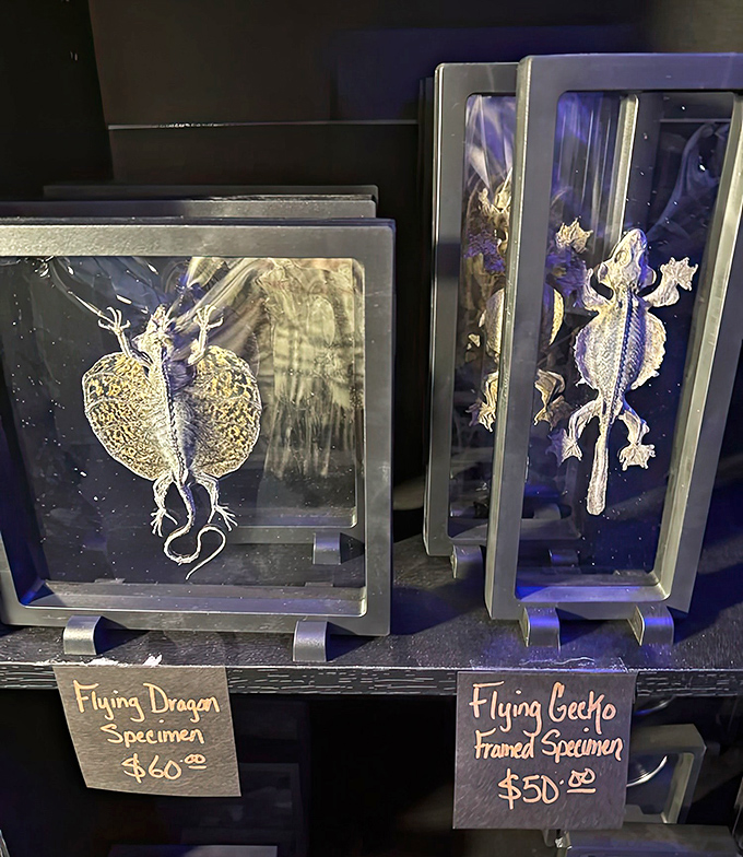 Delicate flying dragons and geckos preserved in crystal-clear displays showcase nature's own horror-inspiring designs.