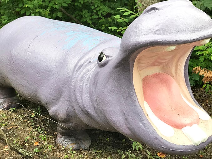 With a mouth wide enough to swallow small vehicles, this gray giant looks ready to tell the most outrageous tall tale.