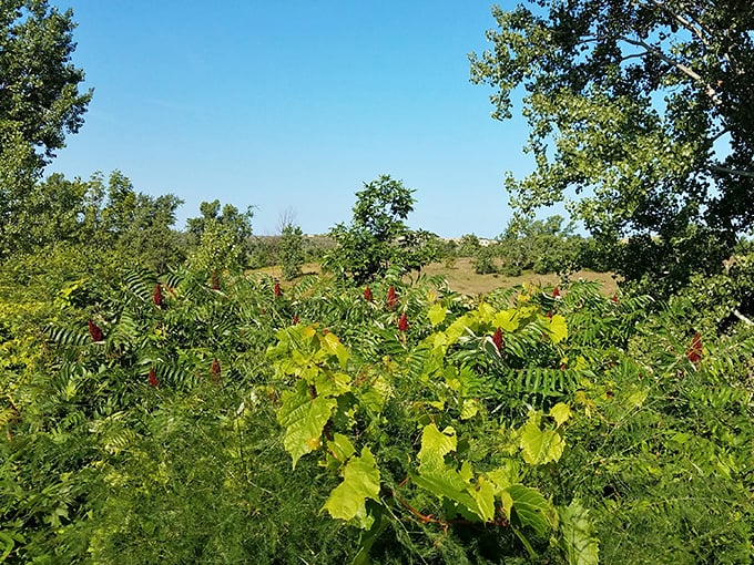 A vibrant tapestry of greenery thrives against all odds, proving life finds a way even in the most challenging environments.
