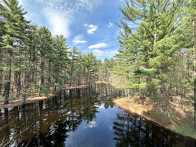 Mirror, mirror: Still waters create perfect reflections of towering pines, doubling the visual impact of this serene woodland scene.