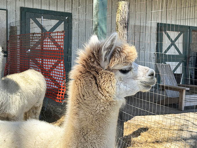 Profile perfection! This alpaca's elegant silhouette demonstrates the distinctive spear-shaped ears that differentiate these gentle souls from their llama cousins.