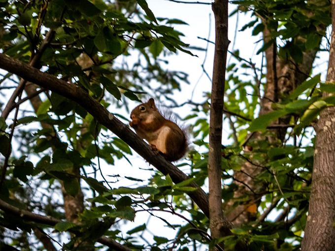 Even the local wildlife seems to appreciate the view – this squirrel paused its busy schedule for a moment of zen.
