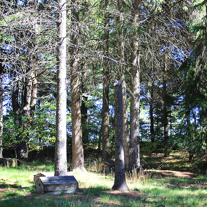 Towering pines filter sunlight onto the burial ground, creating a cathedral-like atmosphere of natural reverence and peace.